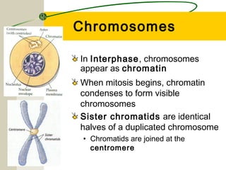 Cell cycle for moodle | PPT