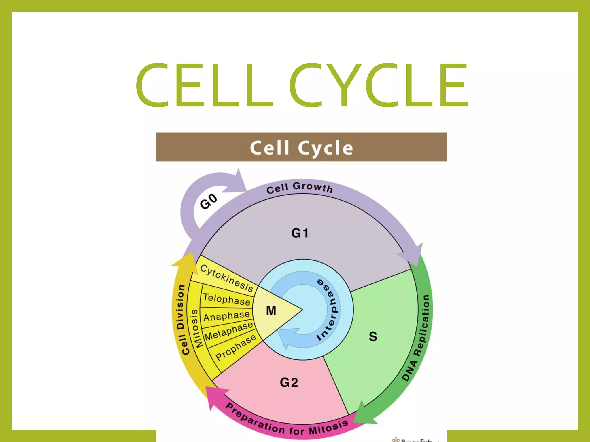 Cell cycle in full detail study including literature review | PPT
