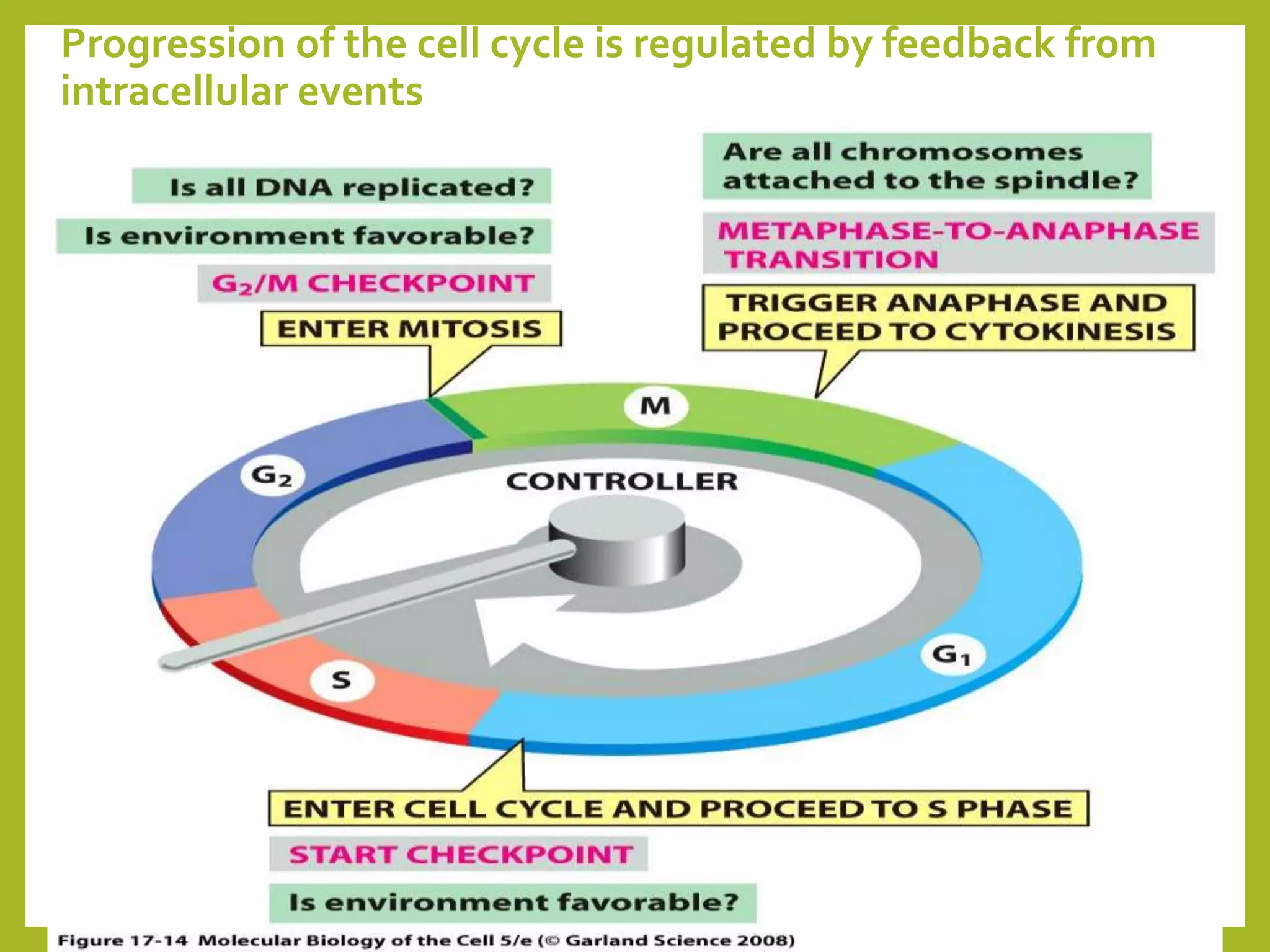 Cell cycle in full detail study including literature review | PPT