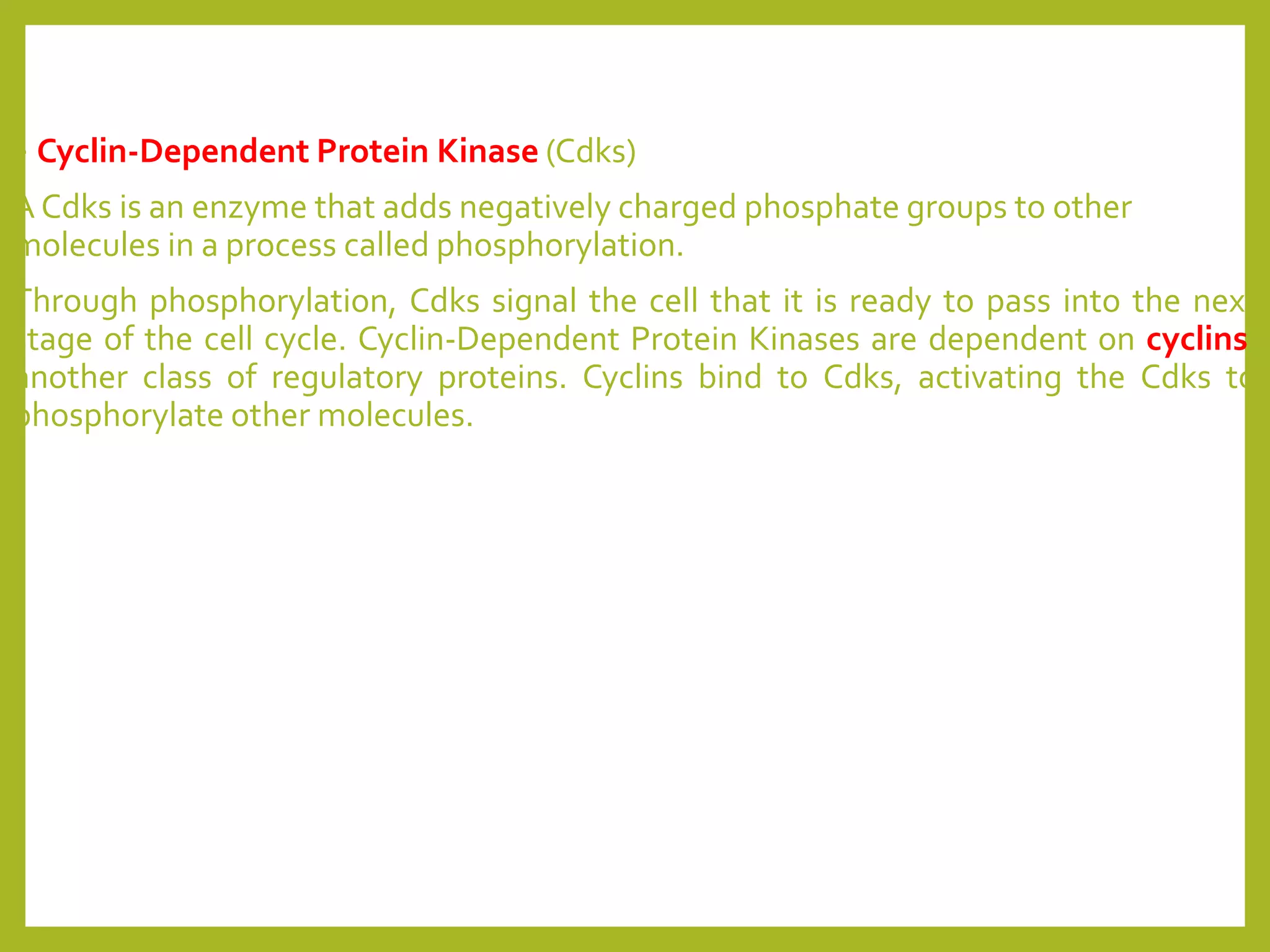 Cell cycle in full detail study including literature review | PPT