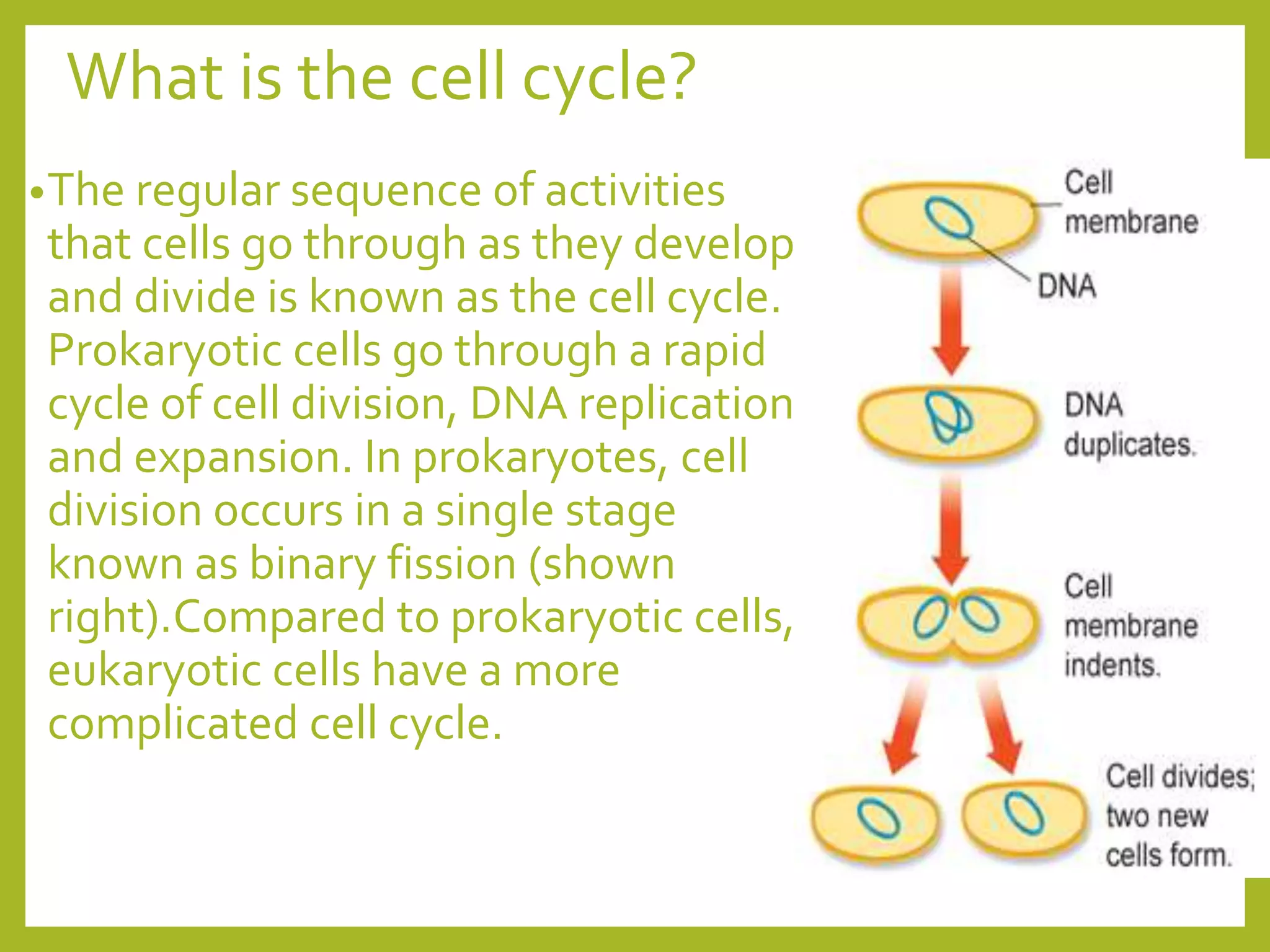 Cell cycle in full detail study including literature review | PPT