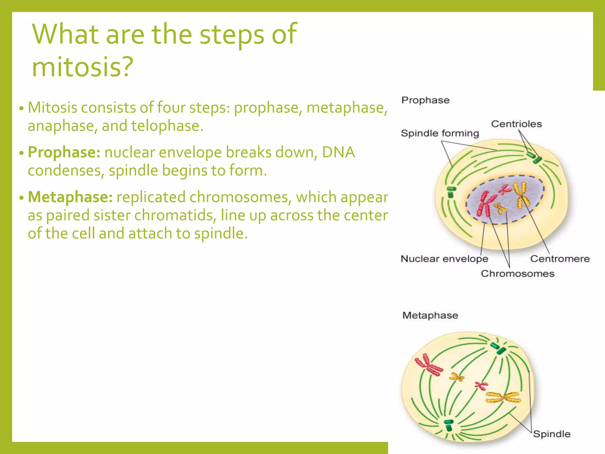 Cell cycle in full detail study including literature review | PPT