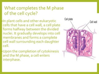 Cell cycle in full detail study including literature review | PPT
