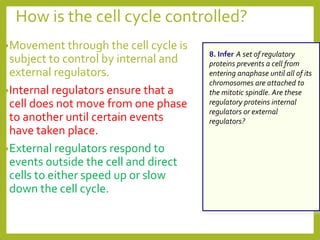 Cell cycle in full detail study including literature review | PPT