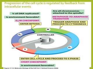 Cell cycle in full detail study including literature review | PPT