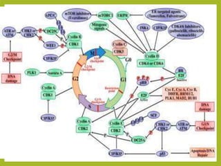 Cell cycle in full detail study including literature review | PPT