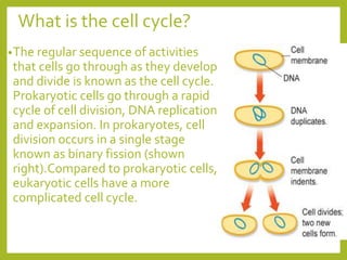 Cell cycle in full detail study including literature review | PPT