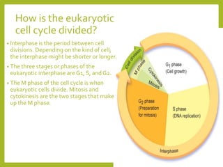 Cell cycle in full detail study including literature review | PPT