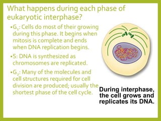 Cell cycle in full detail study including literature review | PPT