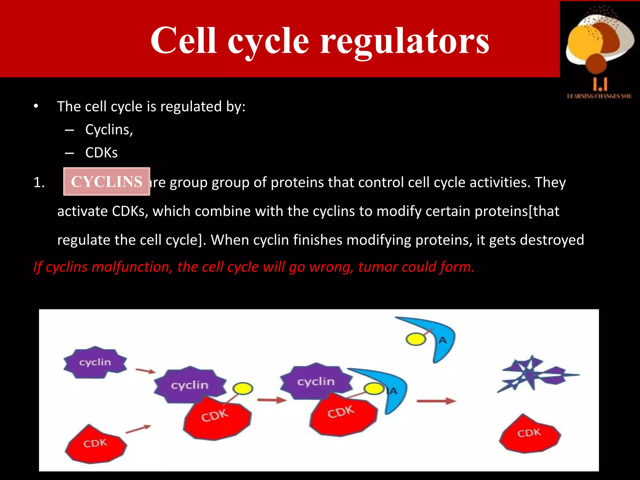 Cell cycle checkpoints | PPTX