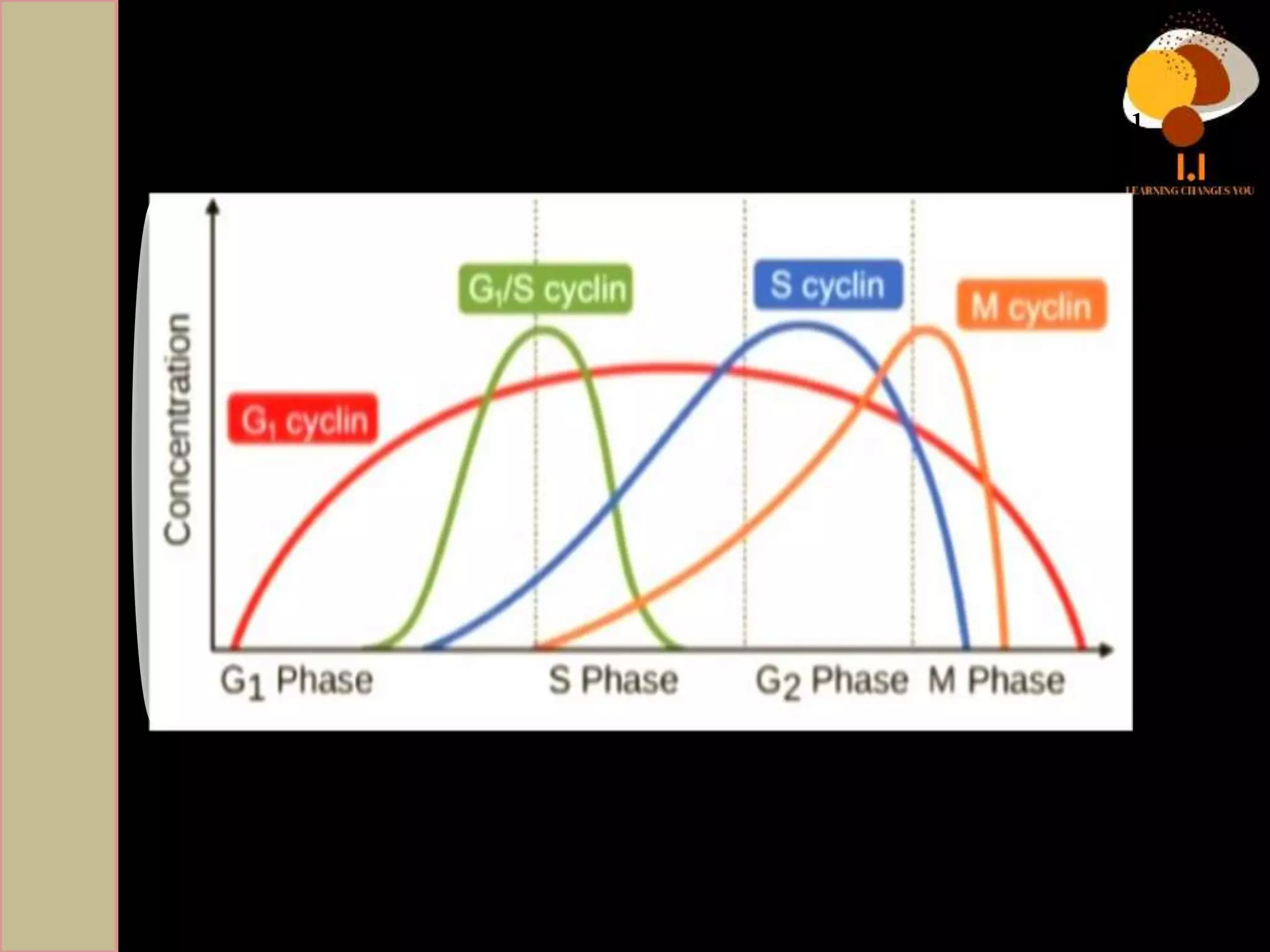 Cell cycle checkpoints | PPTX