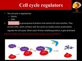 Cell cycle checkpoints | PPTX