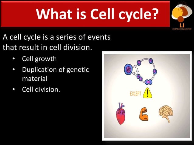 Cell cycle checkpoints | PPTX | Biological Sciences | Science