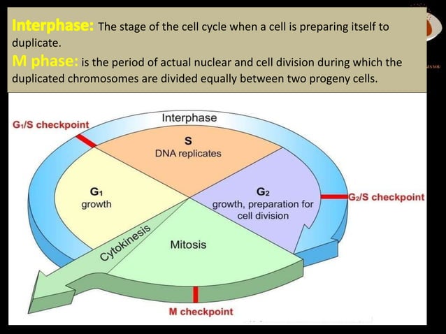 Cell cycle checkpoints | PPTX | Biological Sciences | Science