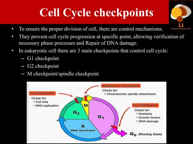 Cell cycle checkpoints | PPTX | Biological Sciences | Science