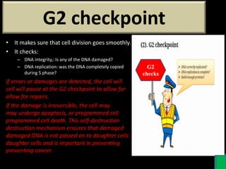 Cell cycle checkpoints | PPTX