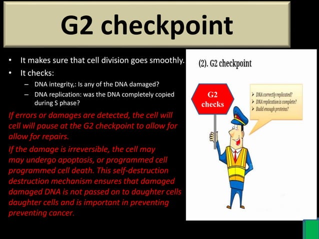 Cell cycle checkpoints | PPTX | Biological Sciences | Science