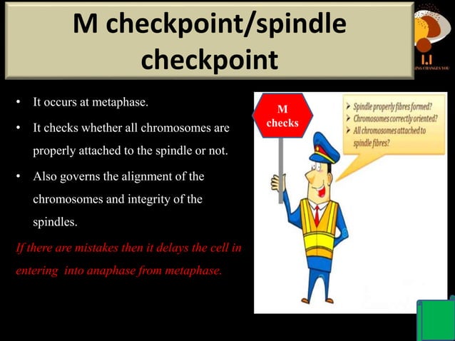 Cell cycle checkpoints | PPTX | Biological Sciences | Science