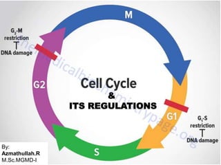 CELL CYCLE & ITS REGULATION.pptx