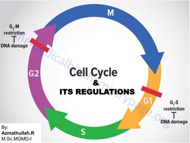 CELL CYCLE & ITS REGULATION.pptx | Biological Sciences | Science