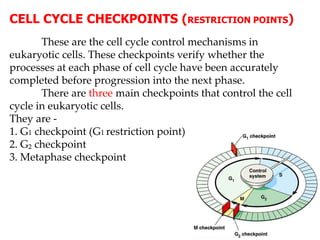 CELL CYCLE & ITS REGULATION.pptx