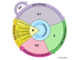 CELL CYCLE & ITS REGULATION.pptx
