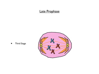 Cell cycle mitosis | KEY