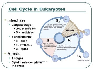 The Cell Cycle | PPT
