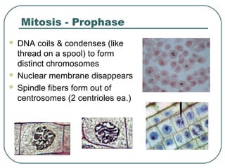 The Cell Cycle | PPT