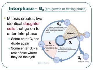 The Cell Cycle | PPT