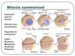 The Cell Cycle | PPT