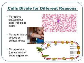 The Cell Cycle | PPT