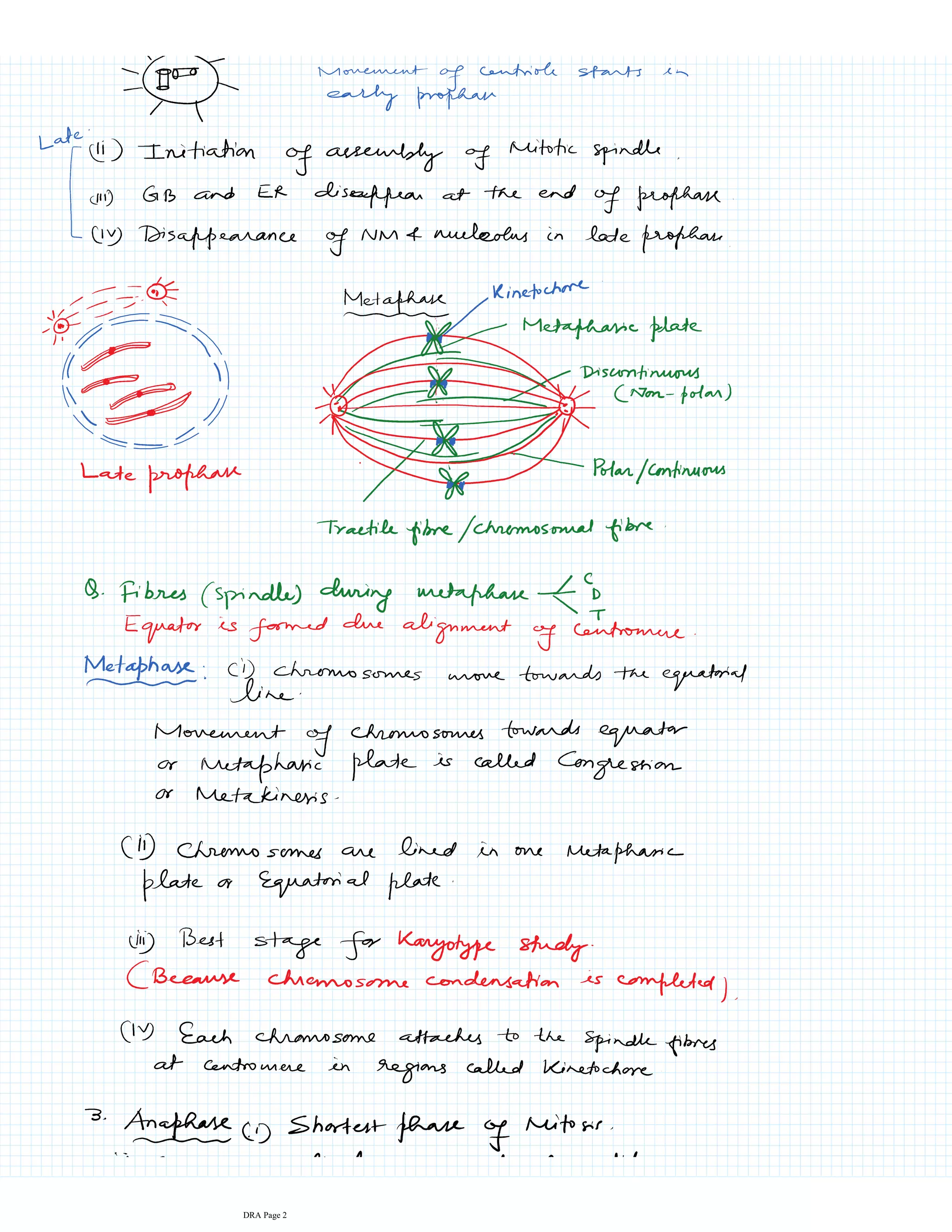 Cell cycle mitosis | PDF