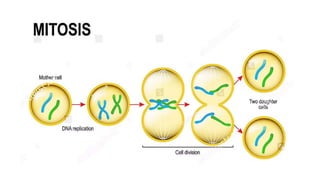 Cell cycle(mitosis) for edexcel made easy .pptx