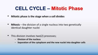 Cell cycle(mitosis) for edexcel made easy .pptx