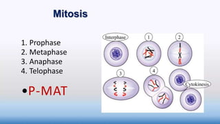 Cell cycle(mitosis) for edexcel made easy .pptx