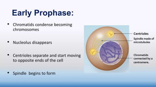 Cell cycle(mitosis) for edexcel made easy .pptx