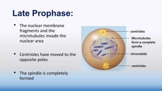 Cell cycle(mitosis) for edexcel made easy .pptx