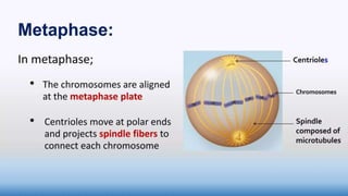 Cell cycle(mitosis) for edexcel made easy .pptx