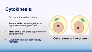 Cell cycle(mitosis) for edexcel made easy .pptx