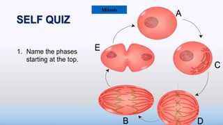 Cell cycle(mitosis) for edexcel made easy .pptx