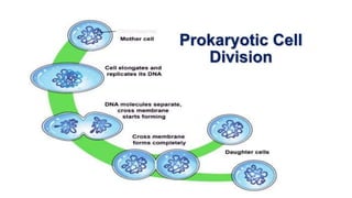 Cell cycle(mitosis) for edexcel made easy .pptx