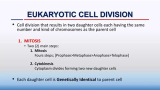 Cell cycle(mitosis) for edexcel made easy .pptx