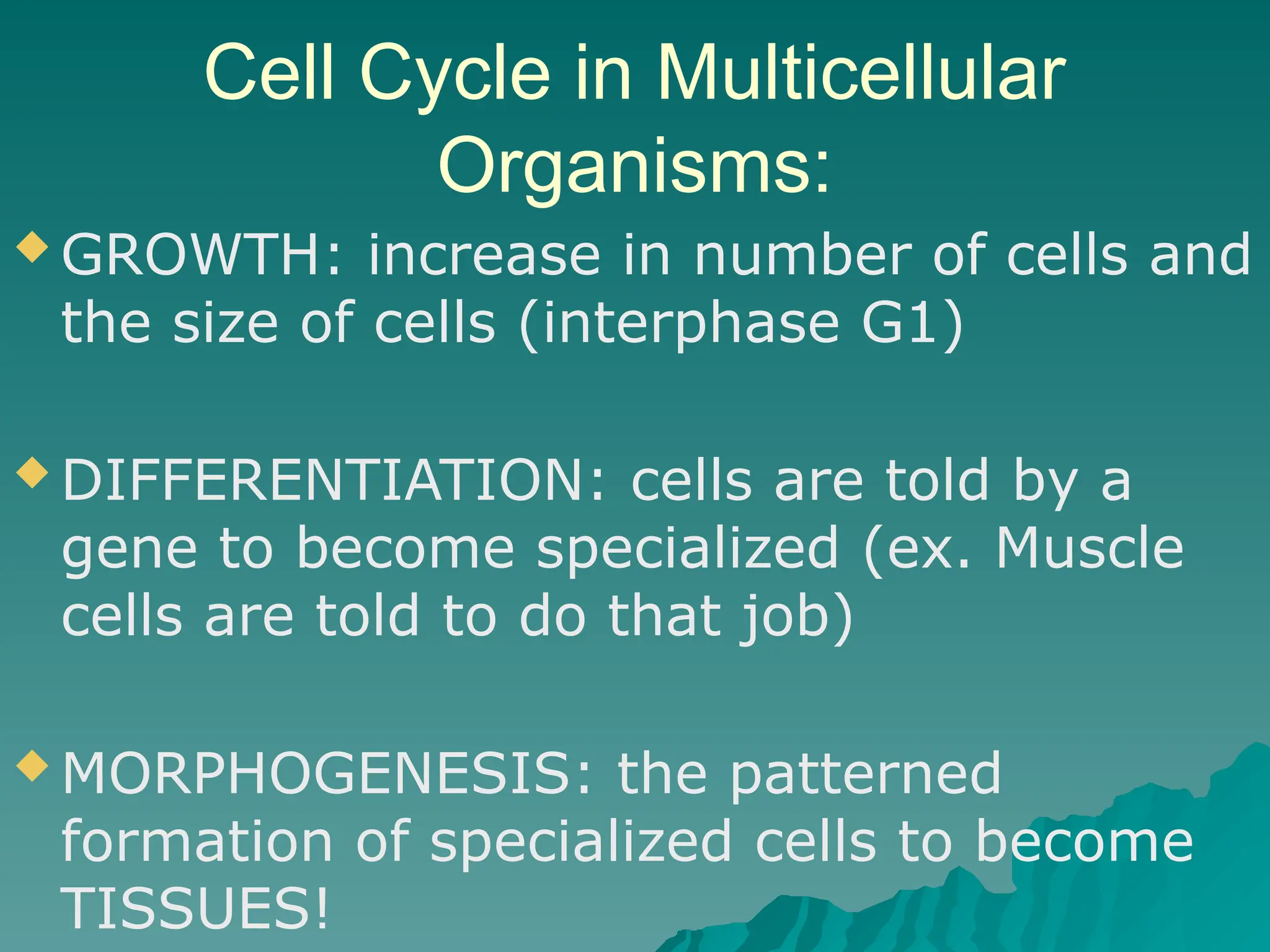 cell cycle and cell division (mitosis).pptx
