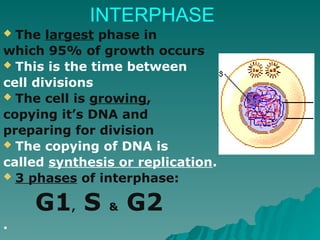 cell cycle and cell division (mitosis).pptx