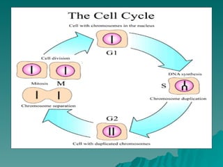 cell cycle and cell division (mitosis).pptx