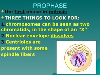 cell cycle and cell division (mitosis).pptx