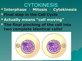 cell cycle and cell division (mitosis).pptx