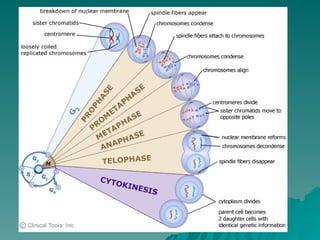 cell cycle and cell division (mitosis).pptx