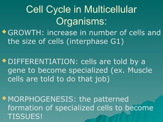 cell cycle and cell division (mitosis).pptx